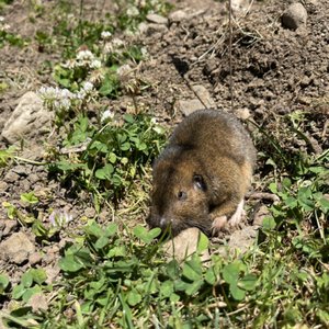 THE GOPHER GUY - Updated November 2024 - 15 Reviews - Moss Beach ...