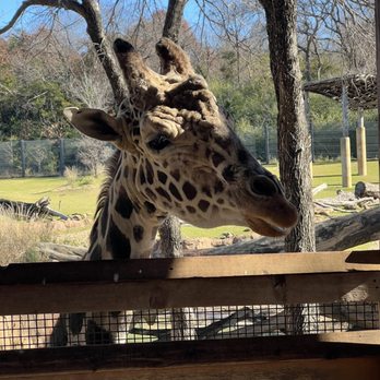 DALLAS ZOO - 1713 Photos & 467 Reviews - 650 S R L Thornton Frwy ...