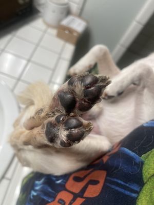 PAWS AND CLAWS PET RESORT - Updated October 2024 - 21 Photos & 36 ...