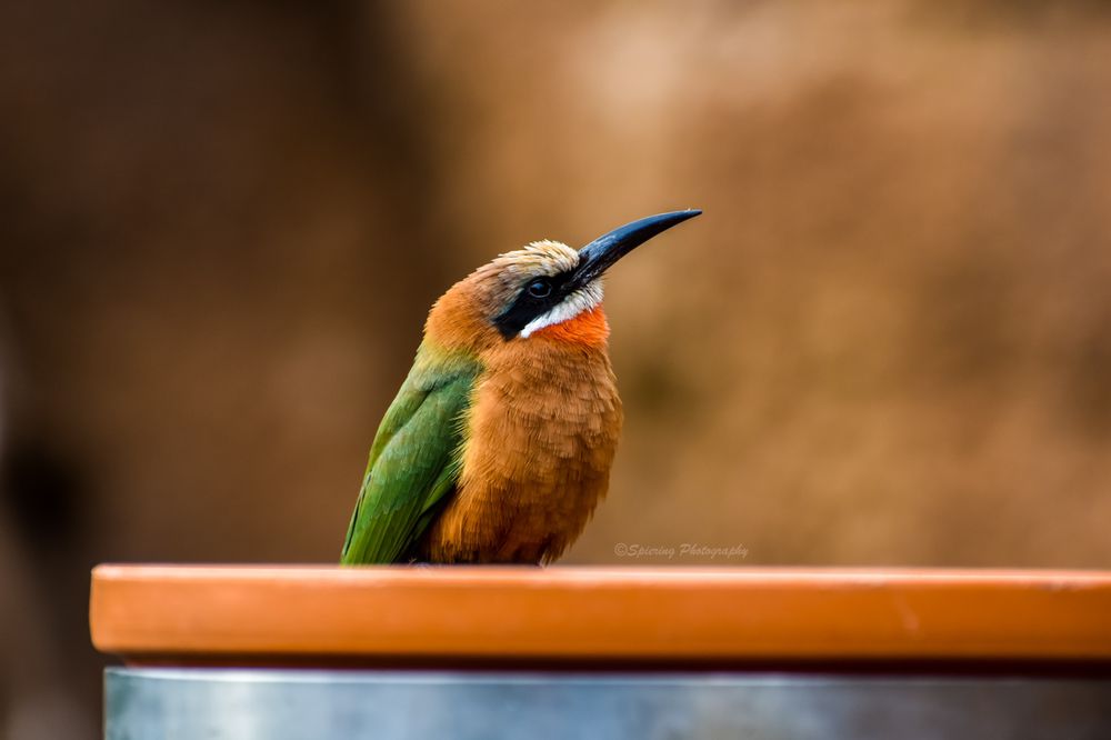 ANNA SPIERING PHOTOGRAPHY - 10 Photos - San Diego, California - Session ...