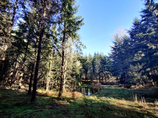 CHEHALEM RIDGE NATURE PARK - Updated August 2025 - 39 Photos - 38263 SW ...