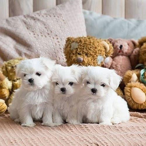 SALLY POODLE - Updated July 2025 - Houston, Texas - Pet Breeders ...