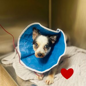 SLATON VETERINARY HOSPITAL - Updated October 2025 - 102 Photos & 187 ...