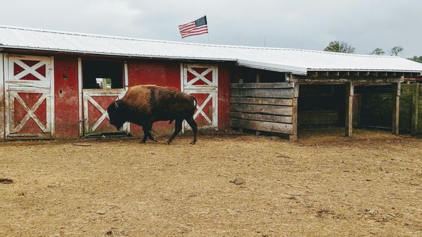 READINGTON RIVER BUFFALO FARM - Updated December 2025 - 13 Reviews ...