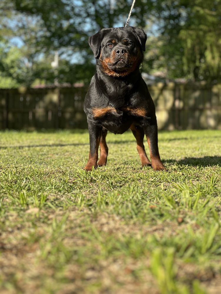 GARNER ROYAL KENNELS - Updated March 2025 - Request Information ...