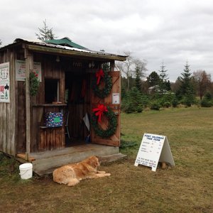HEMSTROM VALLEY TREE FARM CHRISTMAS TREES - Updated November 2024 - 19 ...