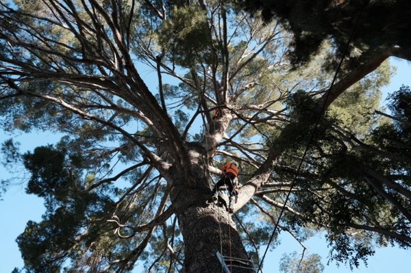 CALIFORNIA TREE DESIGN - Updated July 2025 - 233 Photos & 201 Reviews ...