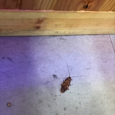 COD TAIL GREENWOOD - Updated January 2026 - 12 Photos & 12 Reviews ...