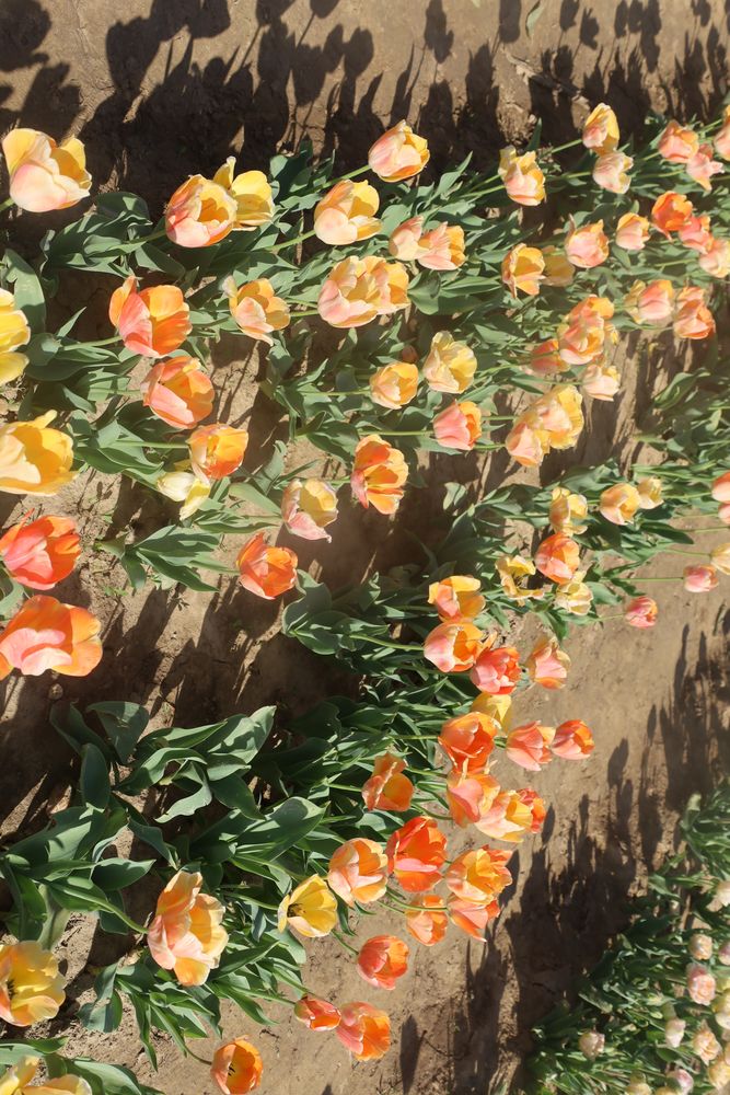 AK VISUALS - Updated April 2025 - Contact Agent - Westville, New Jersey - Videographers - Phone ...