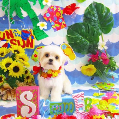 ALOHA DOG - 206 Photos & 85 Reviews - Pet Sitting - 525B Cummins St ...