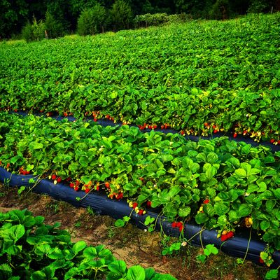 MCADAMS FARM - Updated April 2025 - 37 Photos & 10 Reviews - 1100 N ...