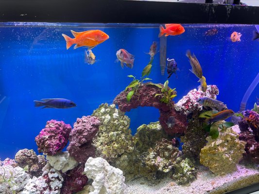 CAPITAL EXOTIC FISH - Updated October 2025 - 3404 Idaho Ave NW ...
