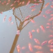 CAPTAIN SID’S SEAFOOD - 50 Photos & 53 Reviews - Seafood Markets - 1700 ...