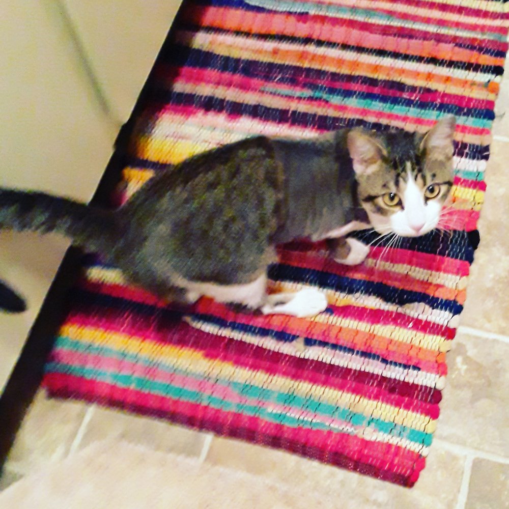 MICHIGAN HUMANE SOCIETY - Updated June 2024 - 26 Reviews - 7887 ...