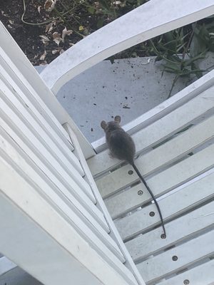 TRIGUARD PEST CONTROL - Updated December 2025 - 61 Photos & 416 Reviews ...