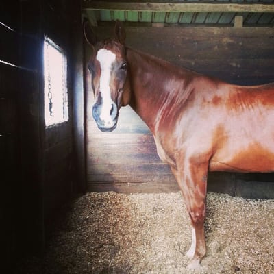 ANVIL ACRES STABLES - Updated October 2025 - 10505 60th St, Pinellas ...