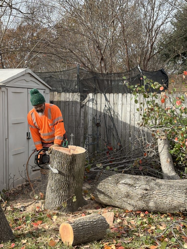 PARADISE TREE SERVICE - Updated February 2025 - Request a Quote - Hurst, Texas - Tree Services ...