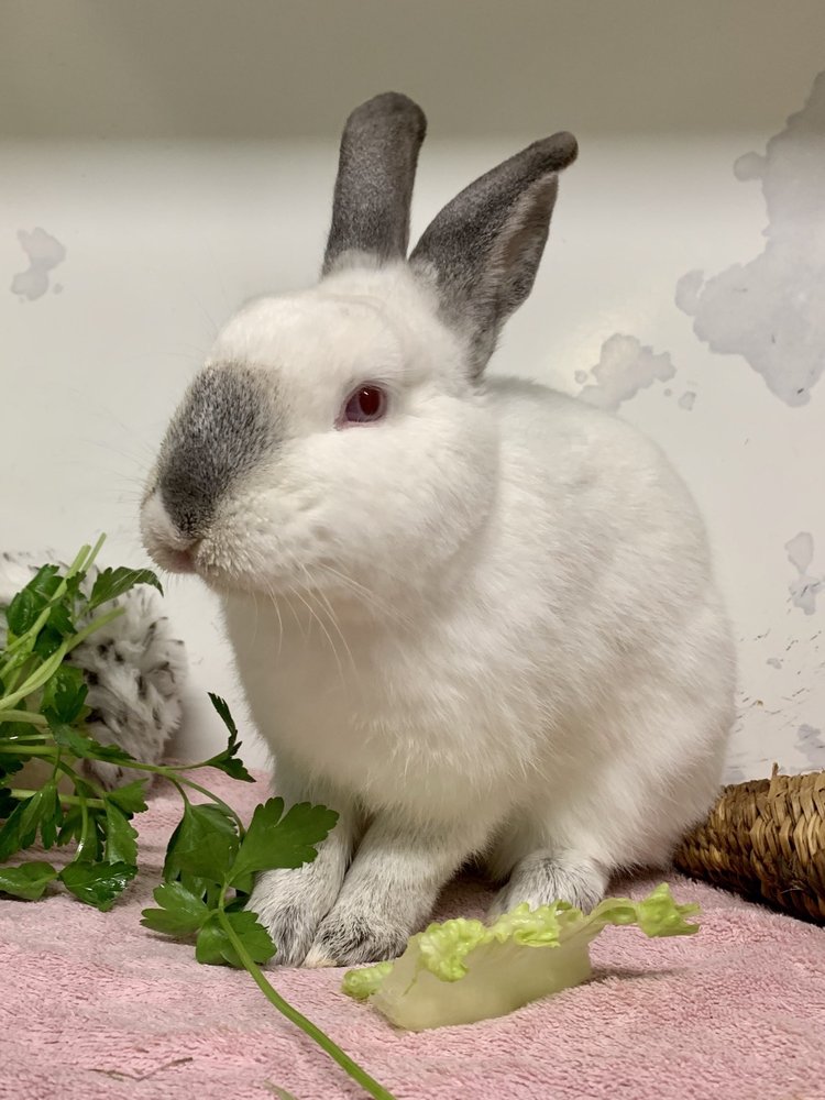 GEORGIA HOUSE RABBIT SOCIETY - Updated May 2024 - 15 Photos & 17 ...