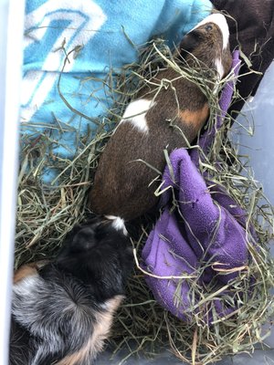 BURBANK ANIMAL SHELTER - Updated May 2024 - 74 Photos & 135 Reviews ...