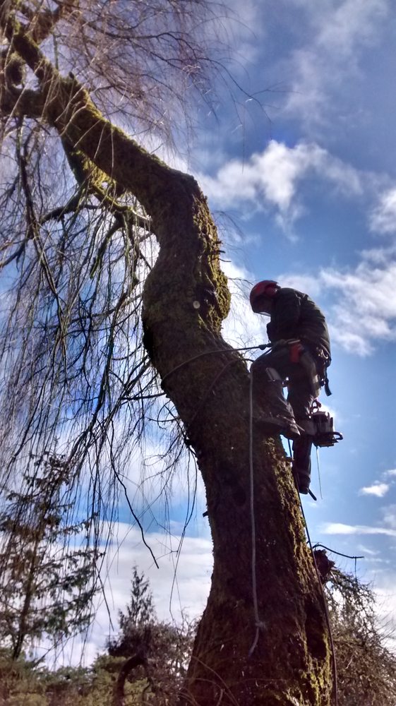 CARTER TREE CARE - Updated October 2024 - Corvallis, Oregon - Tree ...