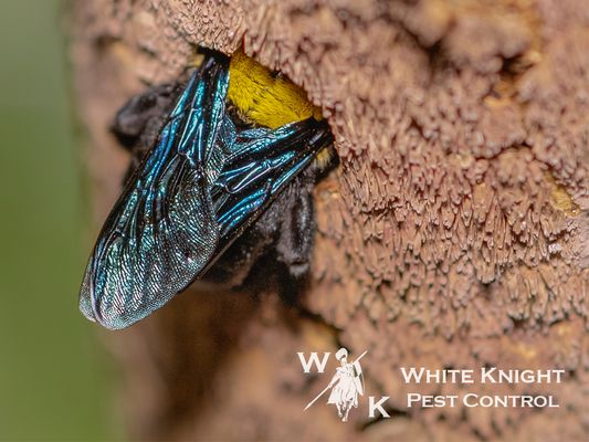 WHITE KNIGHT PEST CONTROL - Updated October 2025 - 25 Photos & 109 ...