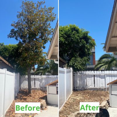 ALL ACCESS TREE CARE - Updated December 2025 - 185 Photos & 315 Reviews ...