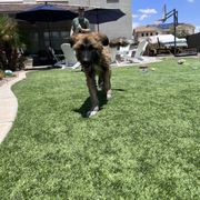 ALL-AMERICAN K-9 DOG TRAINING - 452 Photos & 261 Reviews - Phoenix ...