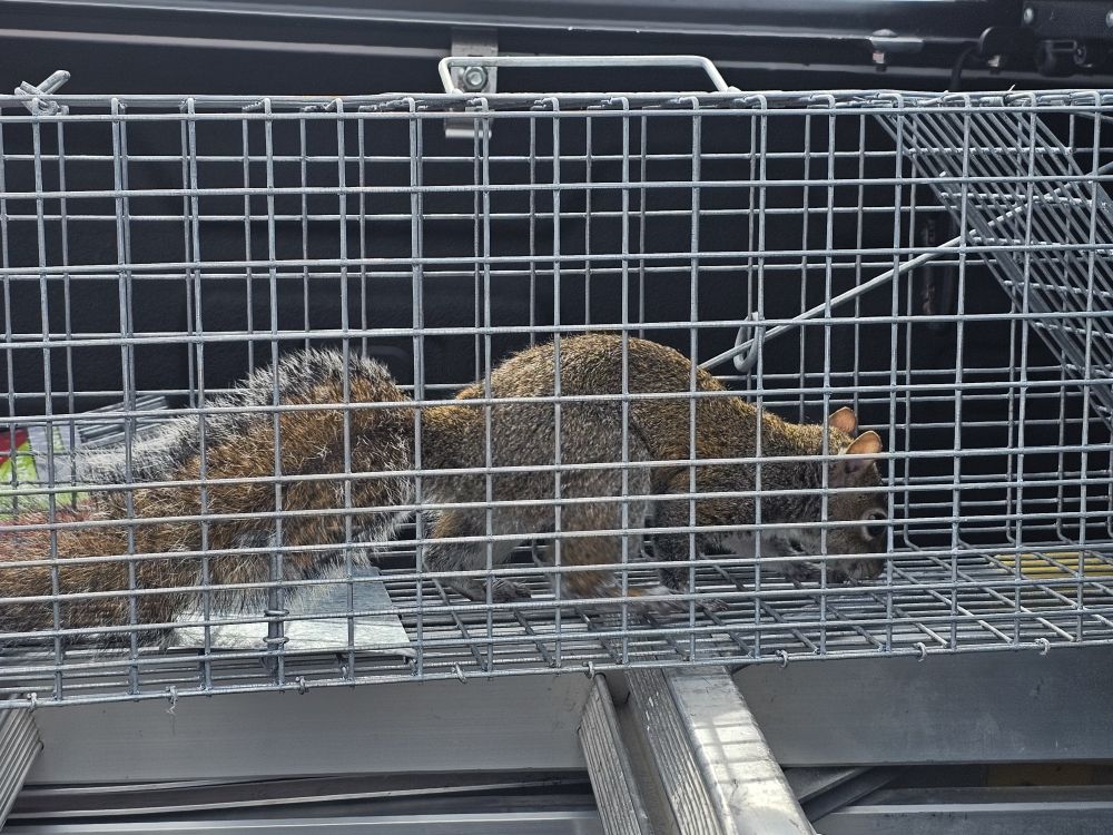 ANIMAL REMOVER - Updated August 2024 - Request a Quote - 16 Photos ...