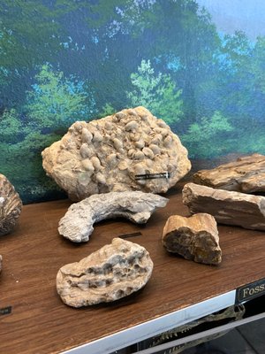 AUSTIN NATURE & SCIENCE CENTER - Updated December 2025 - 235 Photos ...