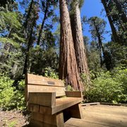 CALAVERAS BIG TREES STATE PARK - 1063 Photos & 326 Reviews - 1170 E Hwy ...