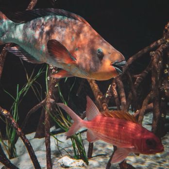 WONDERS OF WILDLIFE NATIONAL MUSEUM & AQUARIUM - Updated May 2026 ...