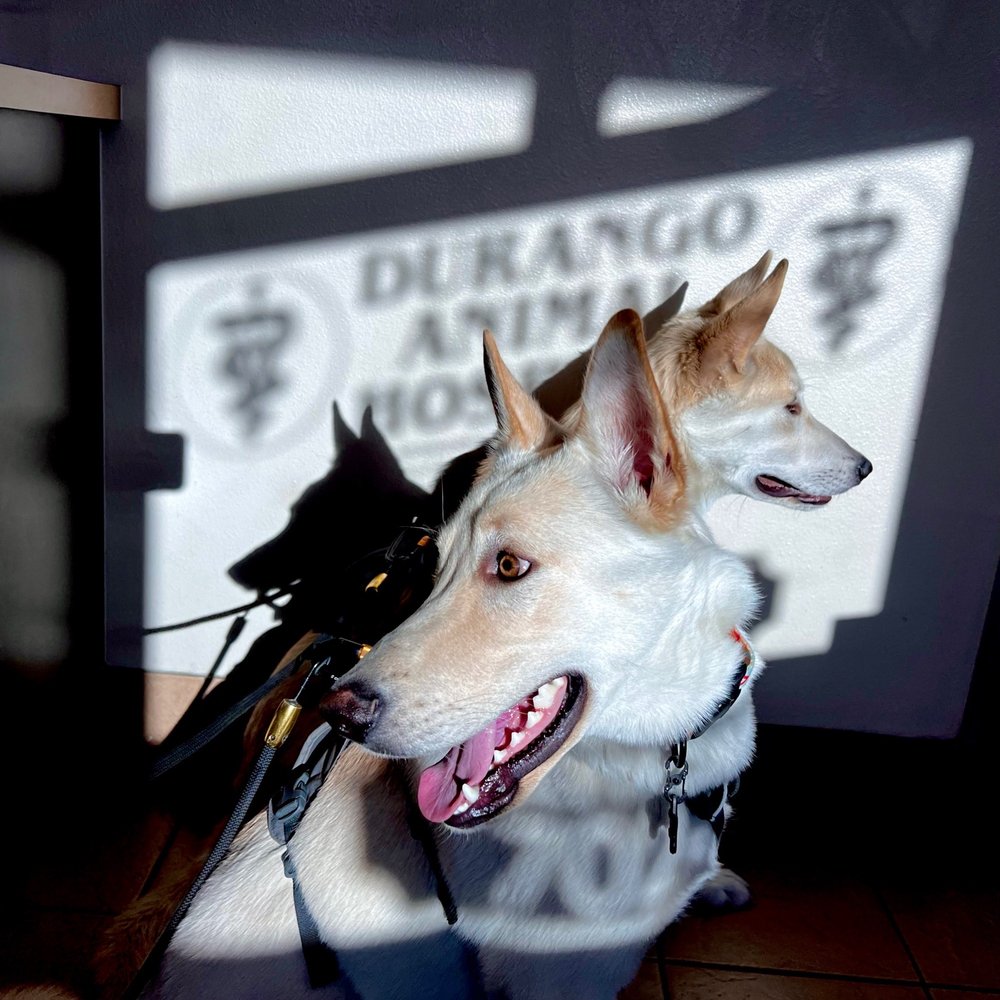 DURANGO ANIMAL HOSPITAL - Updated June 2025 - 242 Photos & 572 Reviews ...