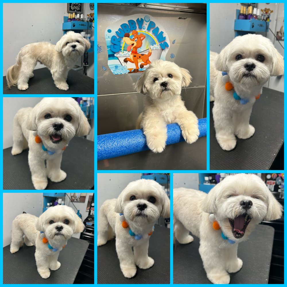 GRUBBY PAWS MOBILE PET GROOMING - Updated October 2025 - 138 Photos ...