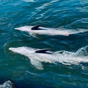 DOLPHIN RESEARCH CENTER - 245 Photos & 158 Reviews - 58901 Overseas Hwy ...