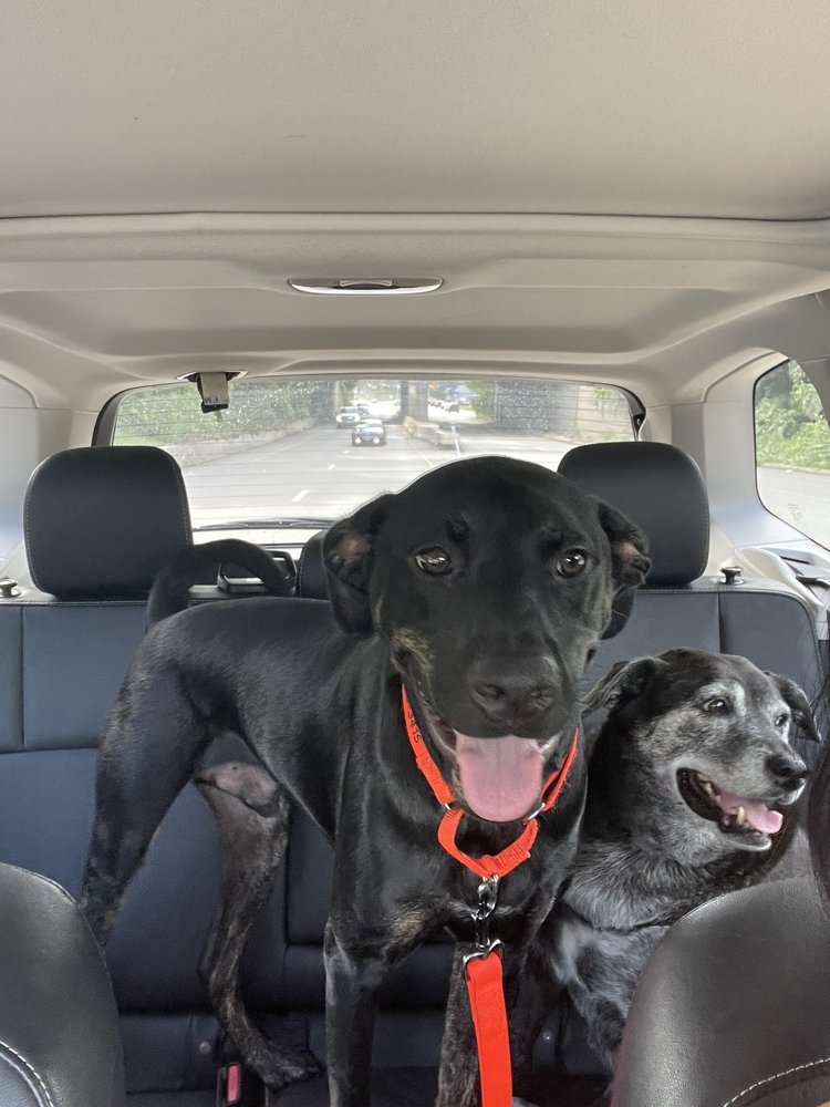 OLD RIDGE VETERINARY HOSPITAL - Updated September 2025 - 10 Reviews ...