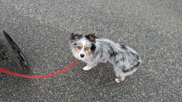 HUGHES TOYS - TOY MINI AUSSIES - Updated October 2025 - 11 Photos ...