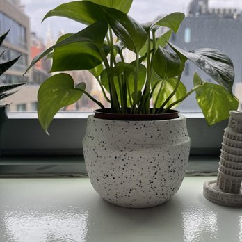 NOBLE PLANTS - Updated December 2025 - 49 Photos & 96 Reviews - 106 W ...