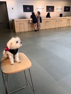 APPLE BOYLSTON STREET - Updated June 2025 - 118 Photos & 506 Reviews ...