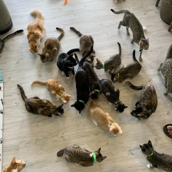 TOE BEANS AND DREAMS ADOPTION CAFE - Updated January 2025 - 166 Photos ...