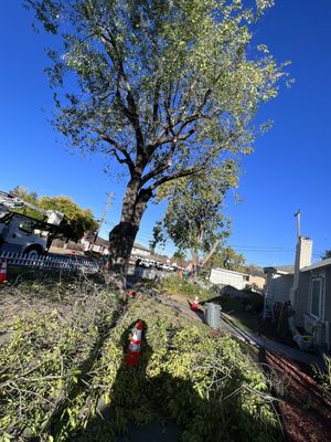 PV TREE SERVICE - Updated October 2025 - 139 Photos & 337 Reviews ...