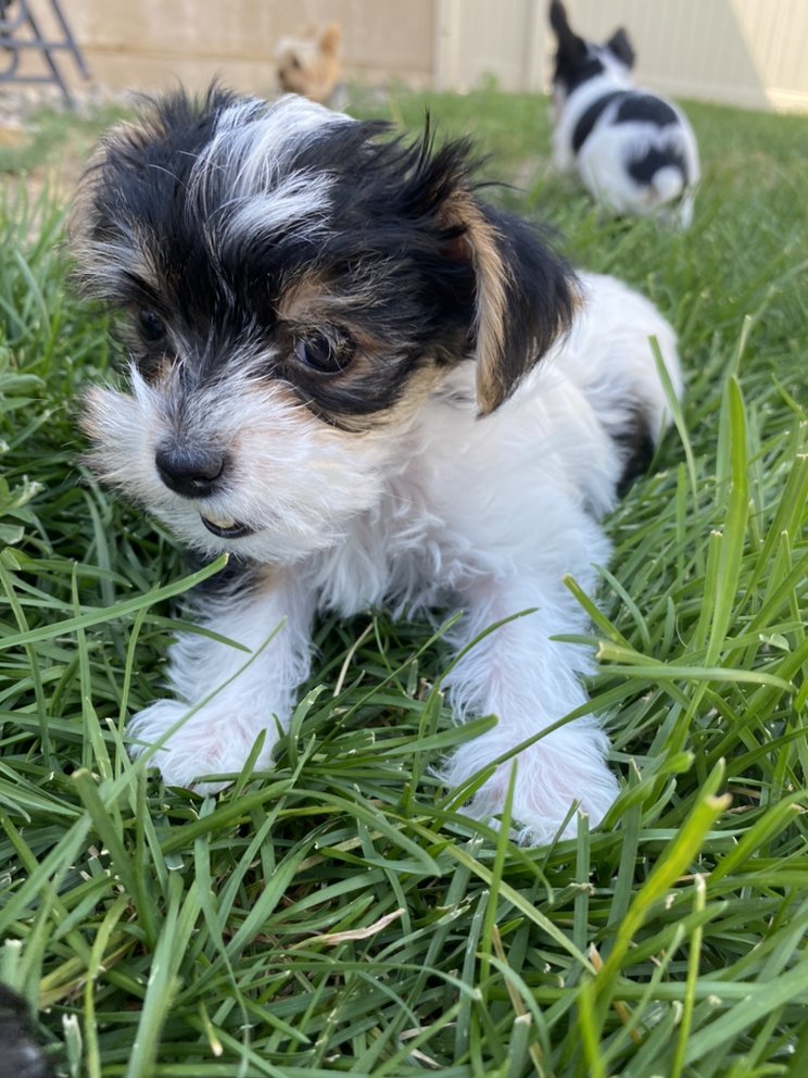 BELLA YORKIES - Updated December 2025 - Request Information - Grand ...