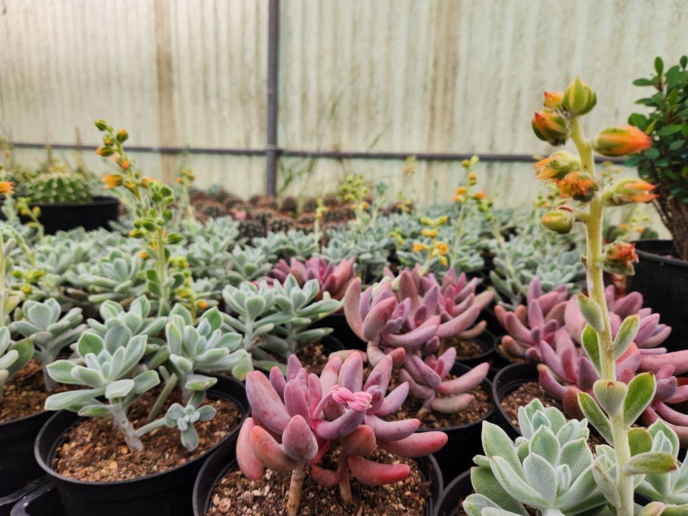 CALIFORNIA CACTUS RANCH - 305 Photos & 84 Reviews - 19420 Saticoy St ...