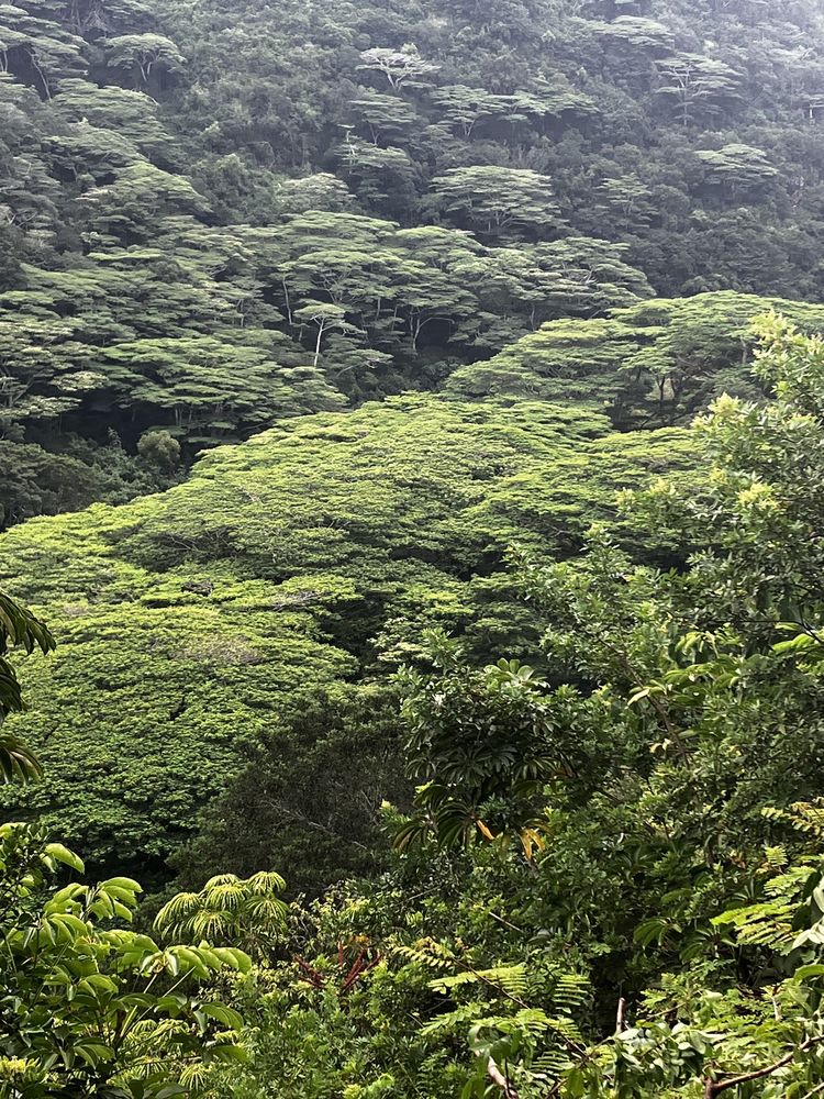 WAIMANO LOOP TRAIL - Updated January 2026 - 451 Photos & 90 Reviews ...