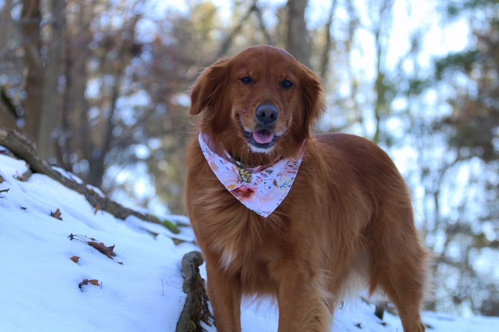 DALCOMA SPECIALTY PHARMACY - Updated December 2025 - 43337 Schoenherr ...