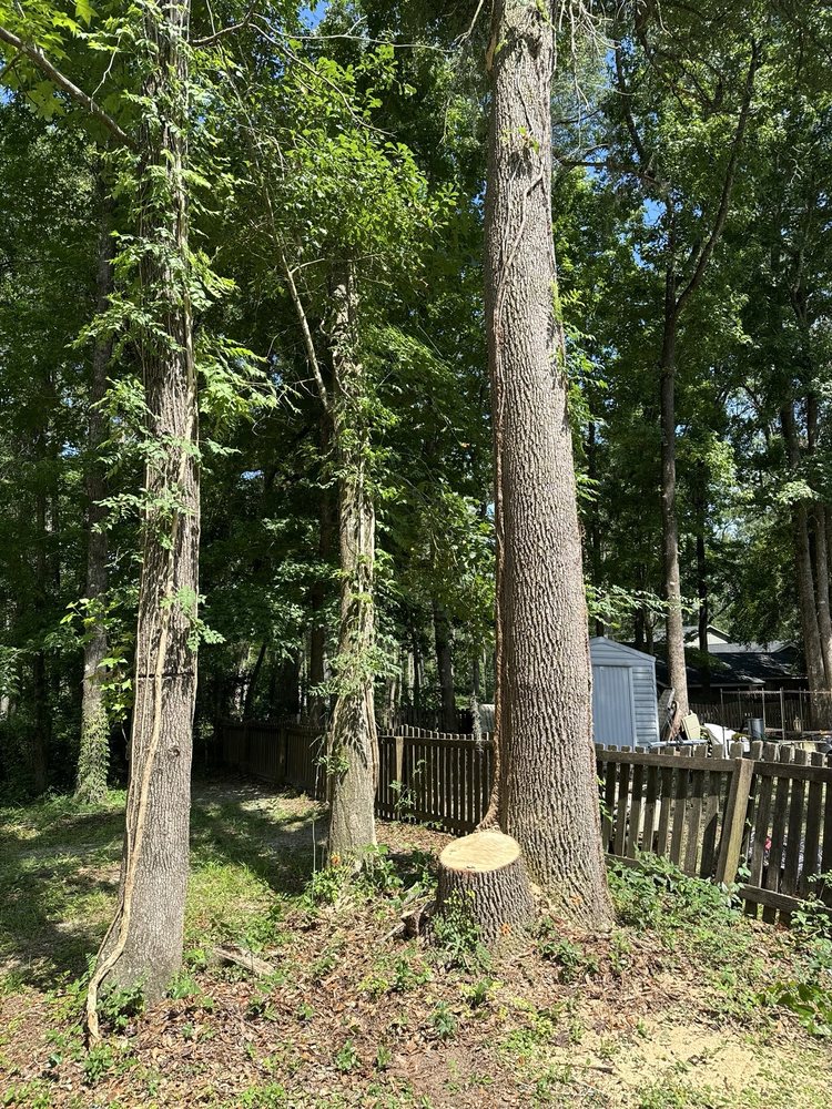 MILLER’S TREE SERVICE - Updated October 2025 - 27 Photos & 23 Reviews ...