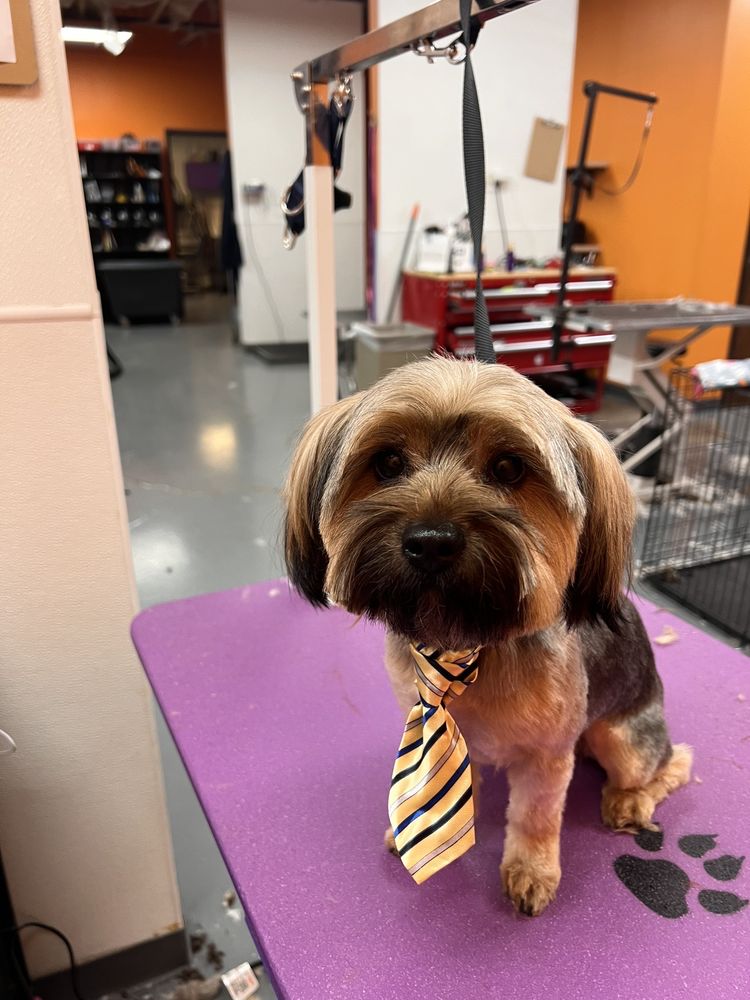 GROOMING PLACE - Updated January 2026 - 22 Photos & 38 Reviews - 3323 ...
