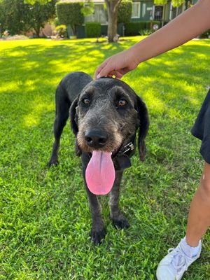 FRESNO HUMANE ANIMAL SERVICES - Updated December 2025 - 28 Photos & 15 ...