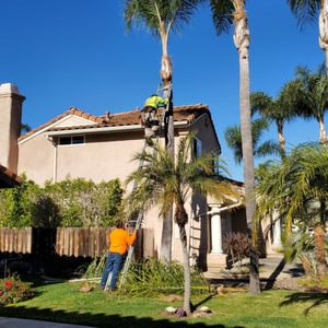 MASTER TREE SERVICES - 188 Photos & 181 Reviews - Escondido, California ...
