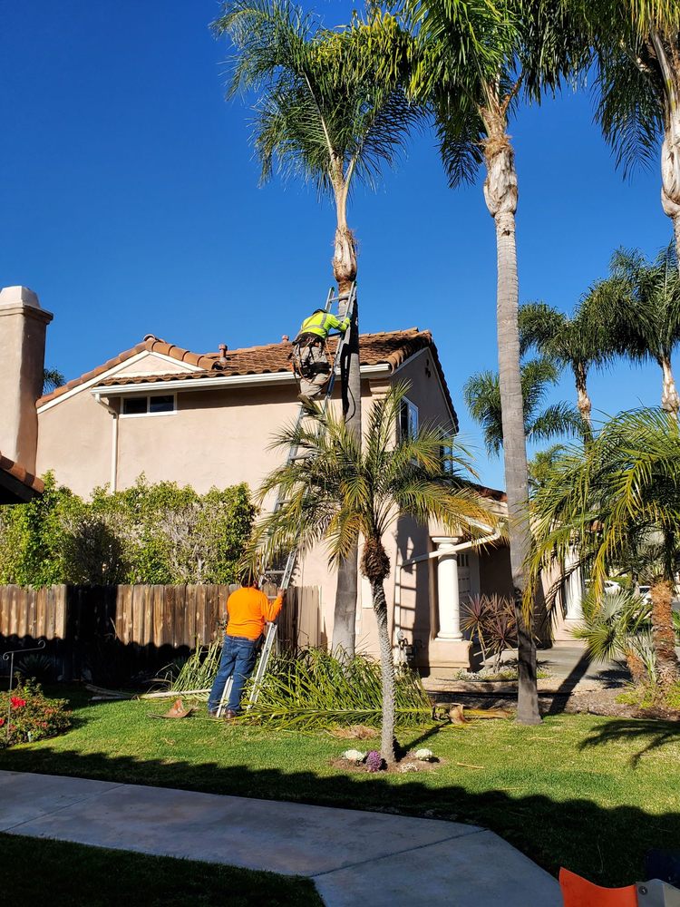JJ TREE SERVICE - Updated October 2025 - 137 Photos & 151 Reviews ...