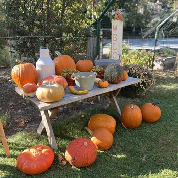PATCHEN PUMPKIN PATCH - Updated October 2025 - 106 Photos & 35 Reviews ...